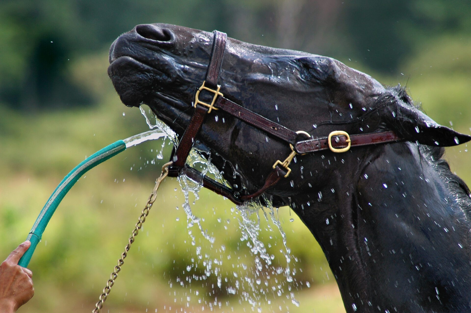 Heat Stress In Performance Horses: EPLC